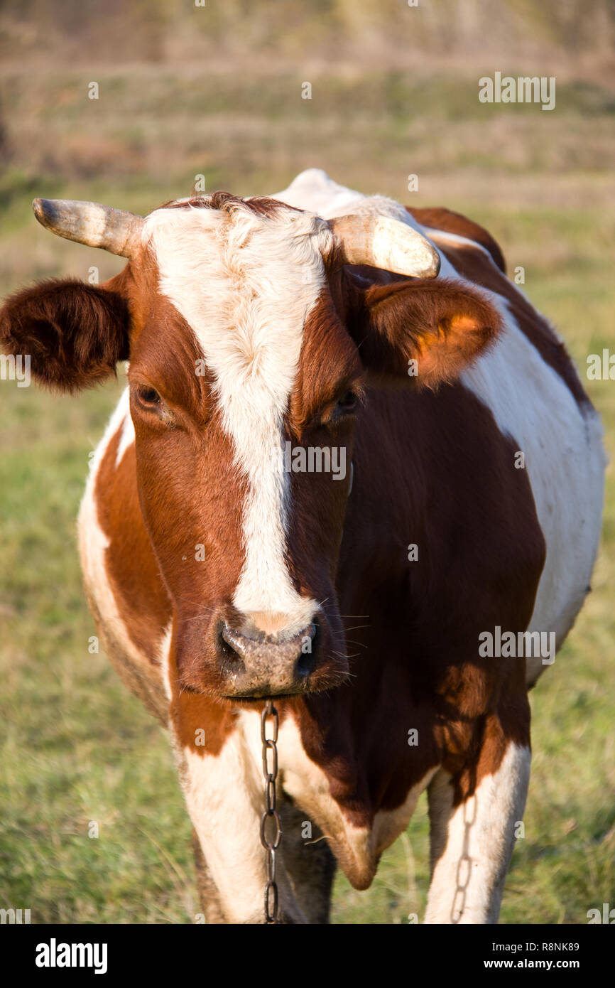 Cow bull grass piebald hi-res stock photography and images - Alamy
