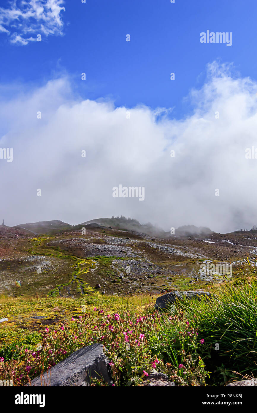 streams of water flowing high up through mountain grassland Stock Photo ...