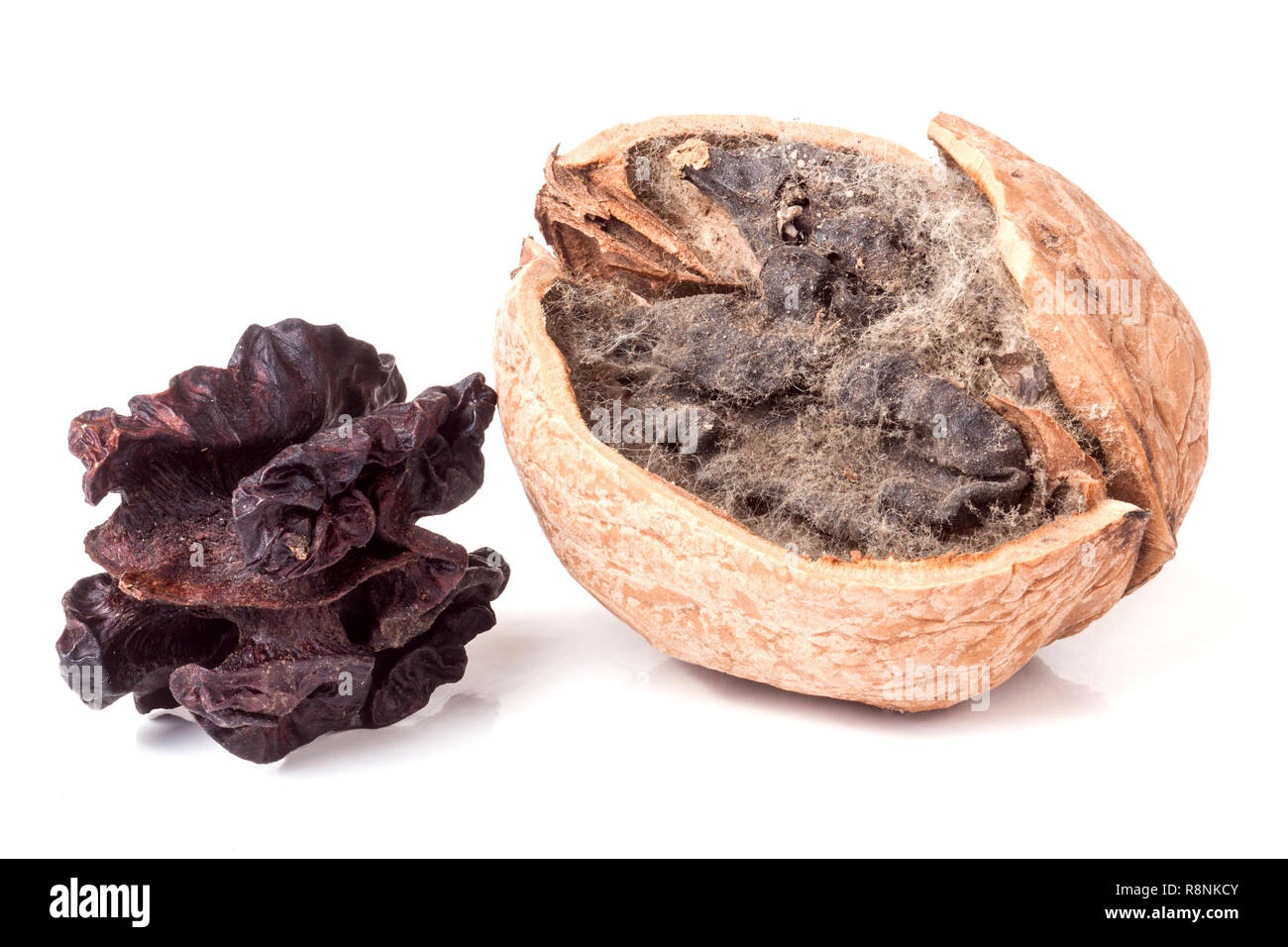 two spoiled walnuts with mold isolated on white background closeup ...
