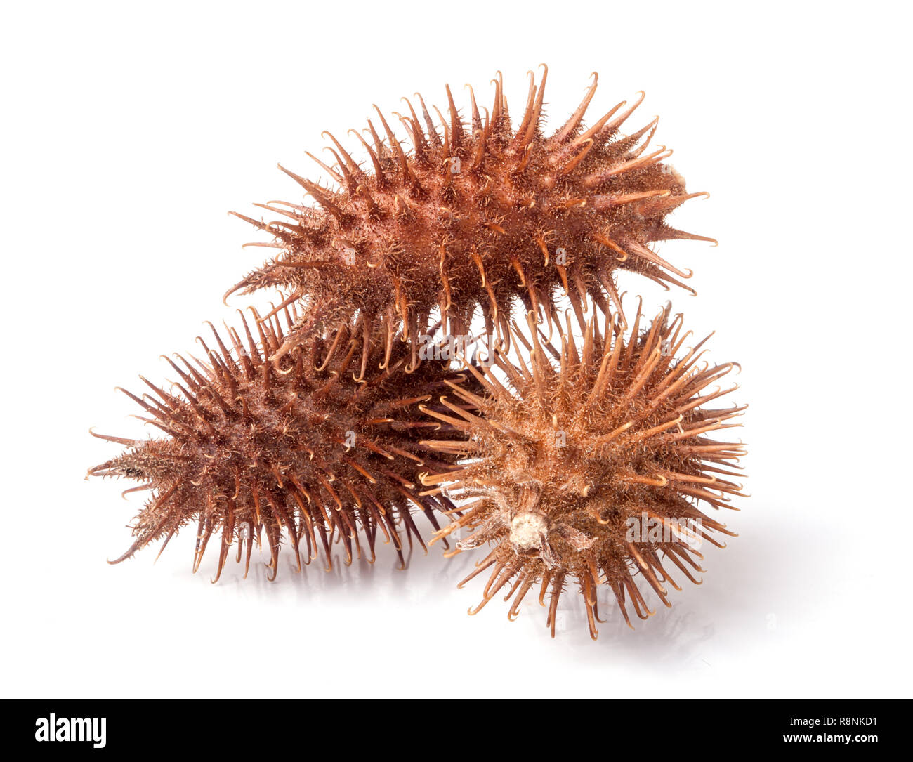 Ditch weed Cut Out Stock Images & Pictures - Alamy