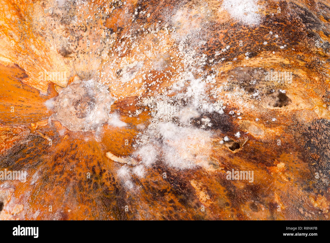 pumpkin with mold as a background close-up macro Stock Photo - Alamy