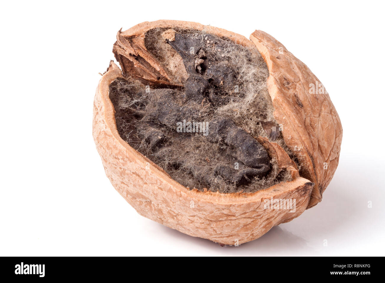 spoiled walnut with mold isolated on white background closeup Stock ...