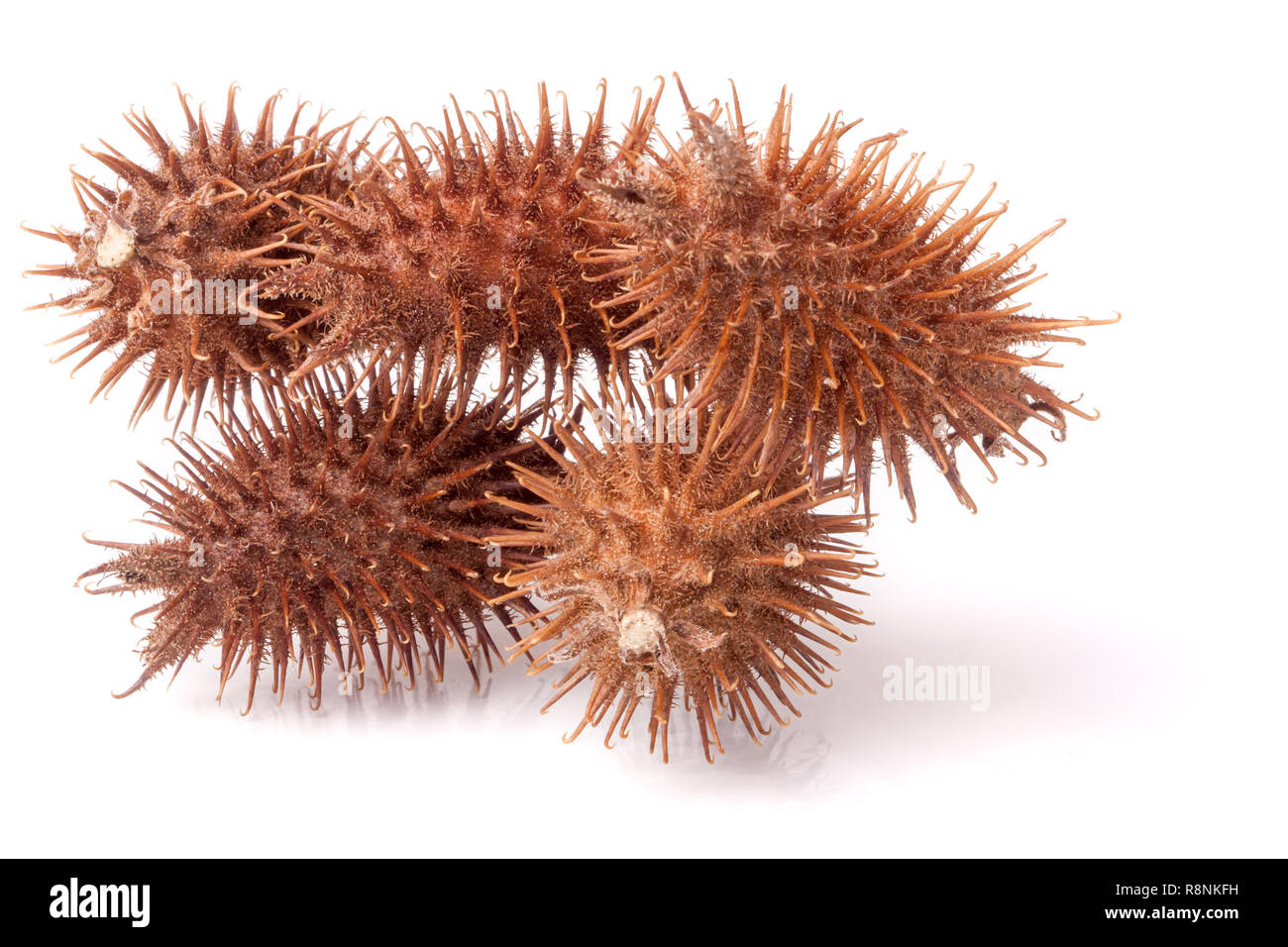 dry Xanthium strumarium isolated on white background has medicinal ...