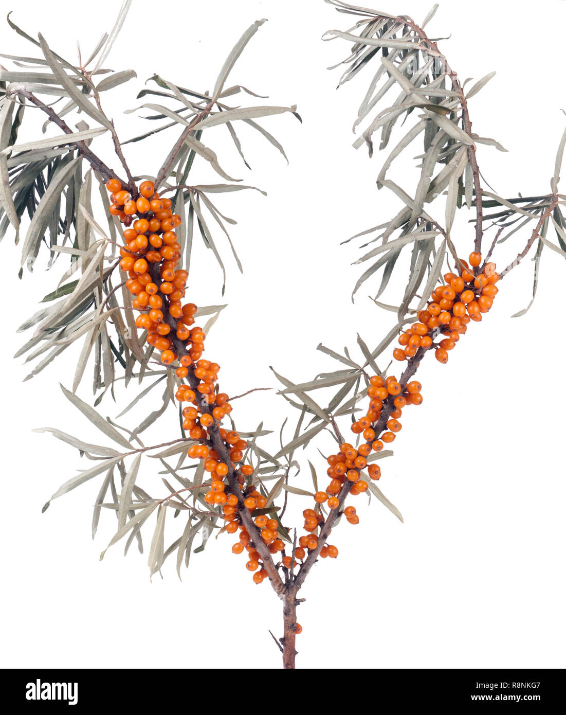 Sea buckthorn branch with leaves isolated on white background Stock ...