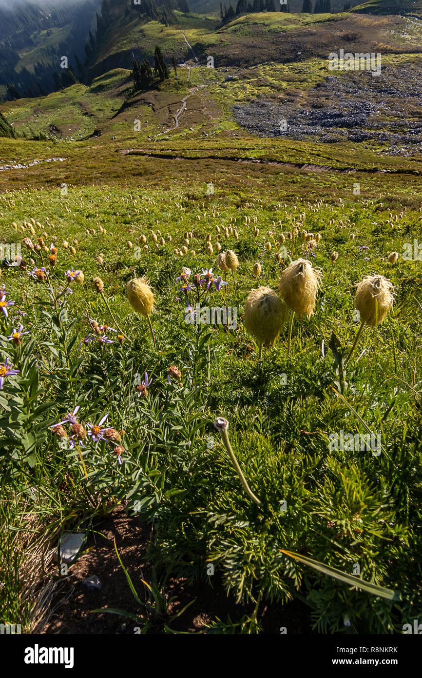 trail leading through a mountain landscape with fluffy yellow flowers ...