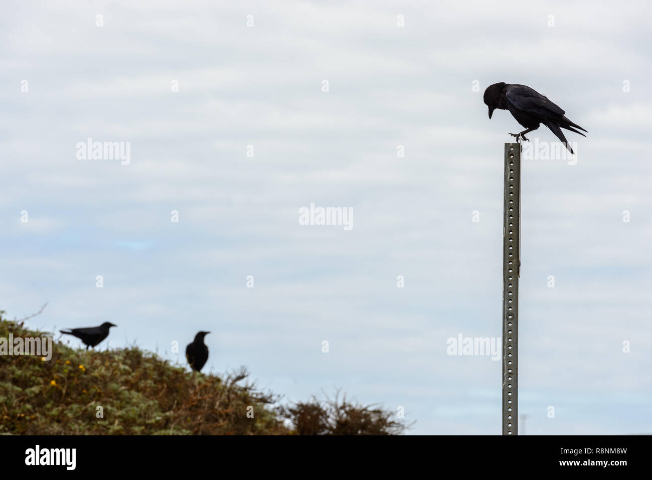 Birds at california west coast hi-res stock photography and images - Alamy