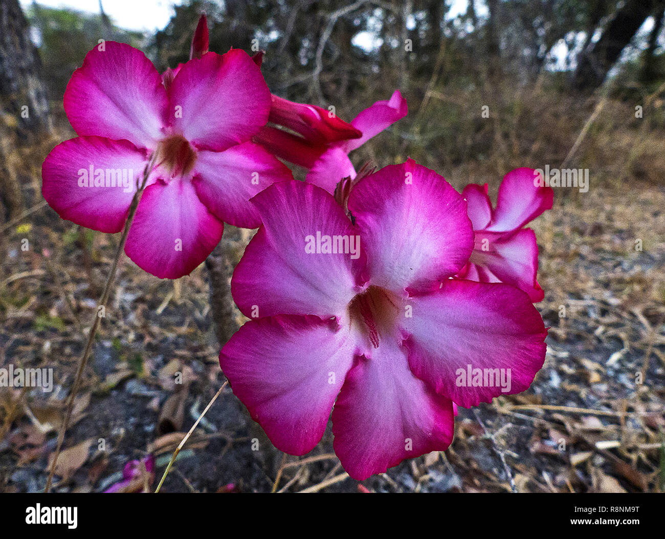 The Impala lily or Desert Rose, is a flower of the hot dry regions of ...
