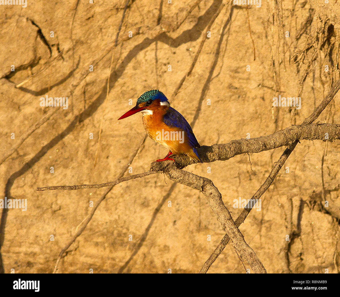 Tanzania kingfishers hi-res stock photography and images - Alamy