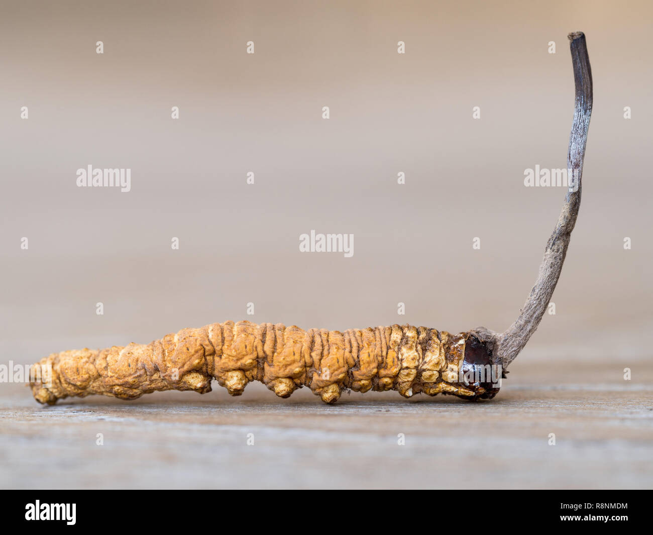 Vegetable caterpillar fungi hi-res stock photography and images - Alamy