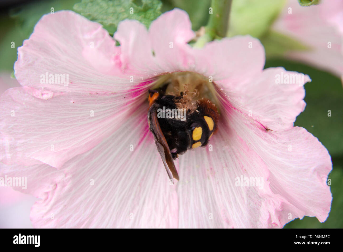 Bumblebee pollen hi-res stock photography and images - Alamy