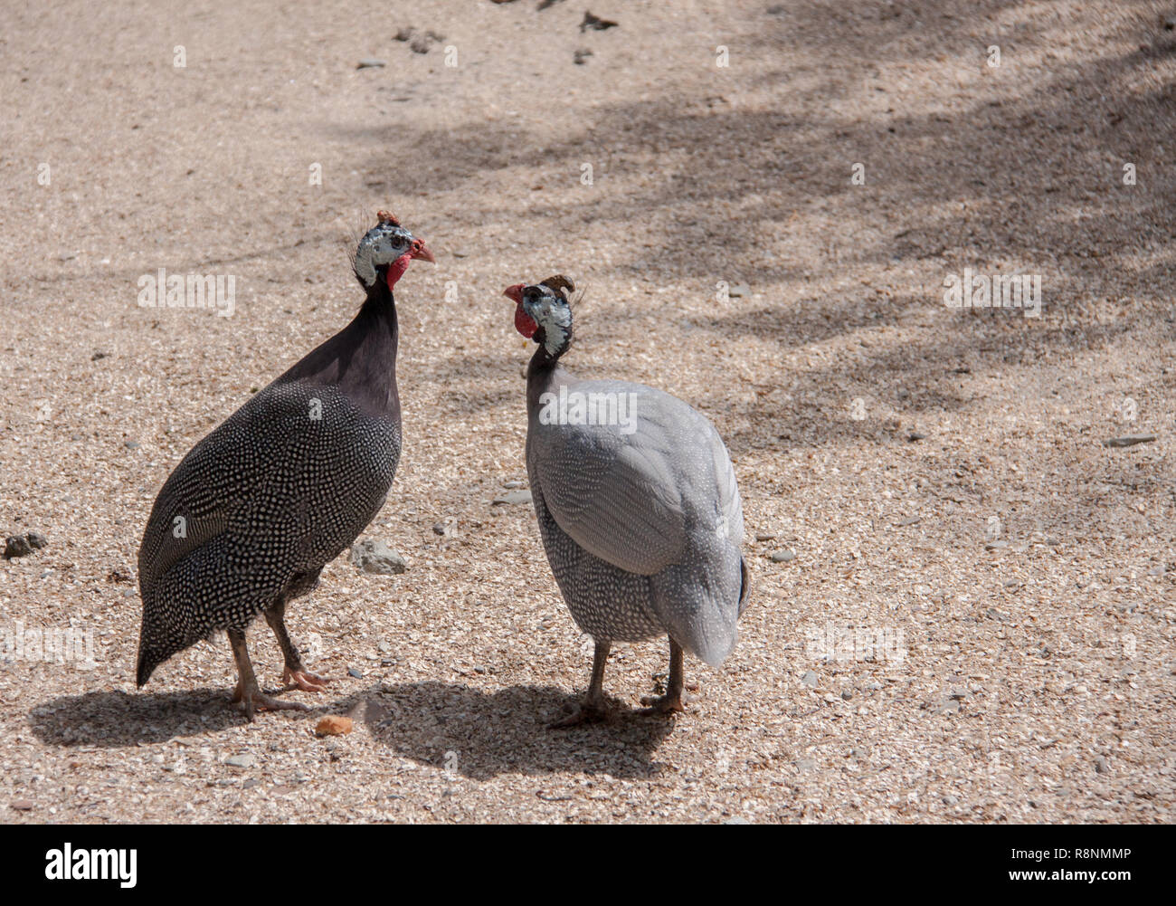 Helmeted guinea fowl flock hi-res stock photography and images - Alamy