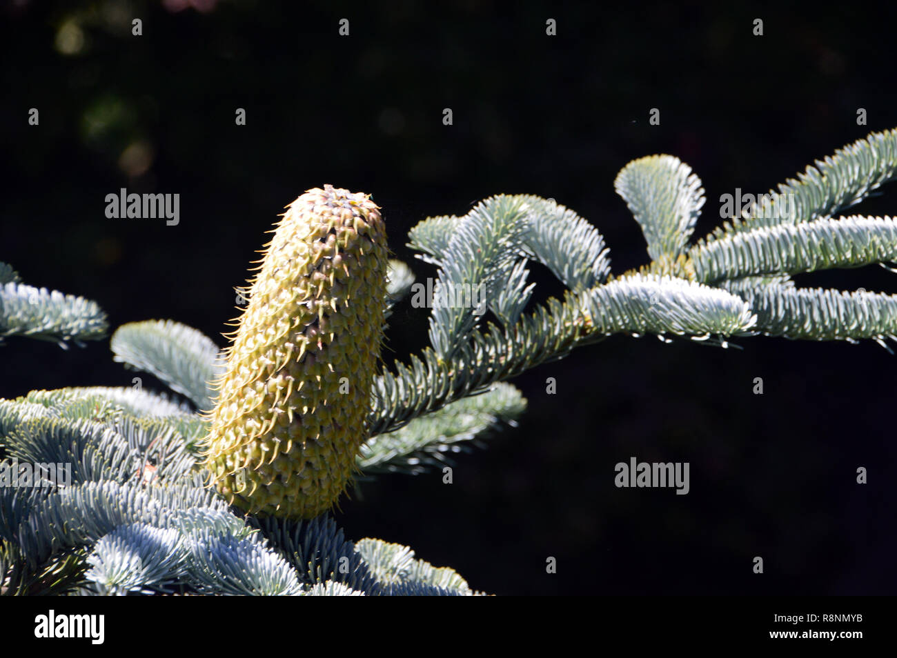 The Cone of the Abies procera (Glauca Group) 'Glauca Prostrata' Fir ...
