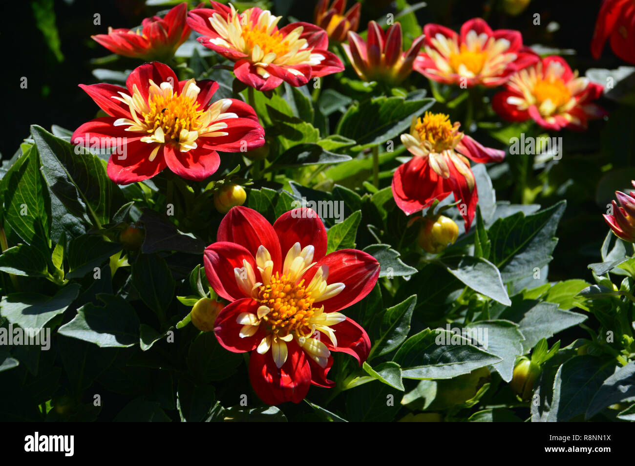 Bunch of Red & Yellow Semi-Double, Bi-Coloured Dahlia hybrida 'Goldalia ...