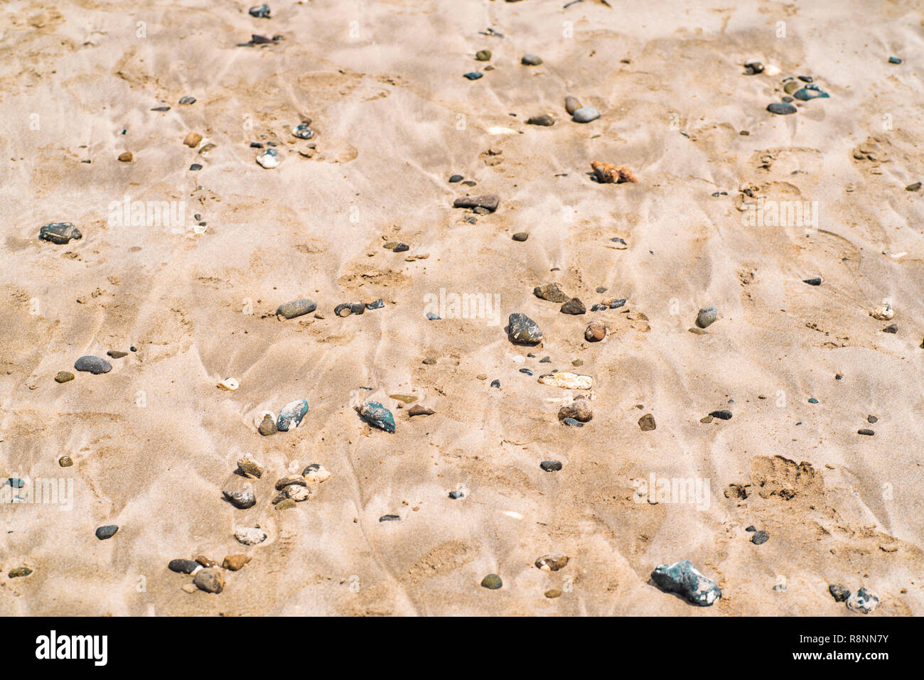 Sea shells on the sandy beach. Sea shells and stones on the sea yellow ...