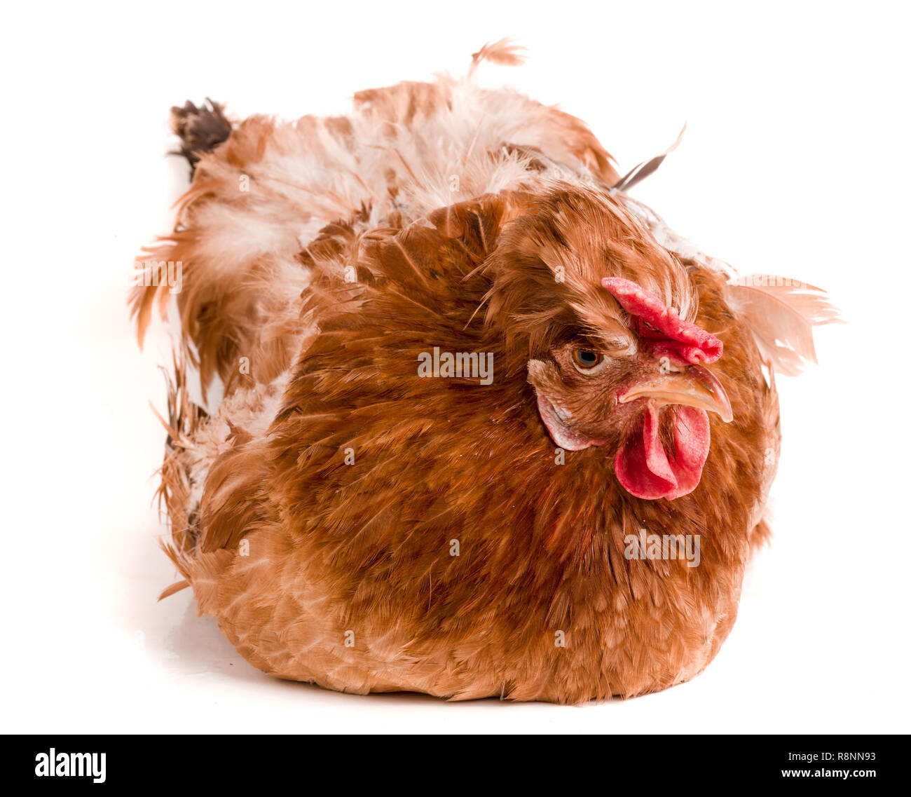 Portrait of a brown chicken isolated on white background Stock Photo ...