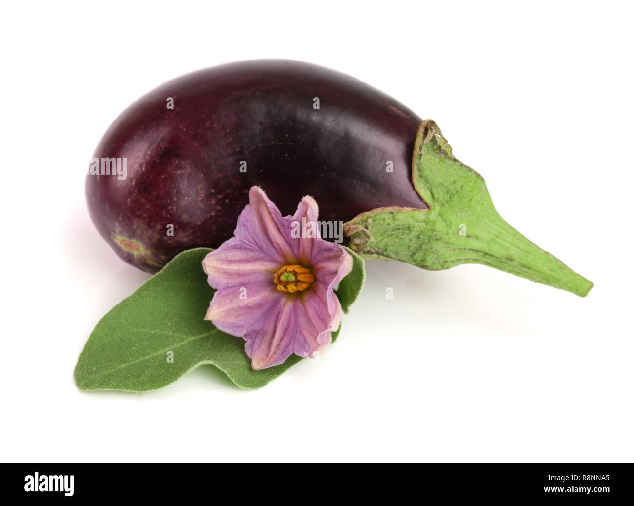 Eggplant or aubergine vegetable isolated on white background Stock ...
