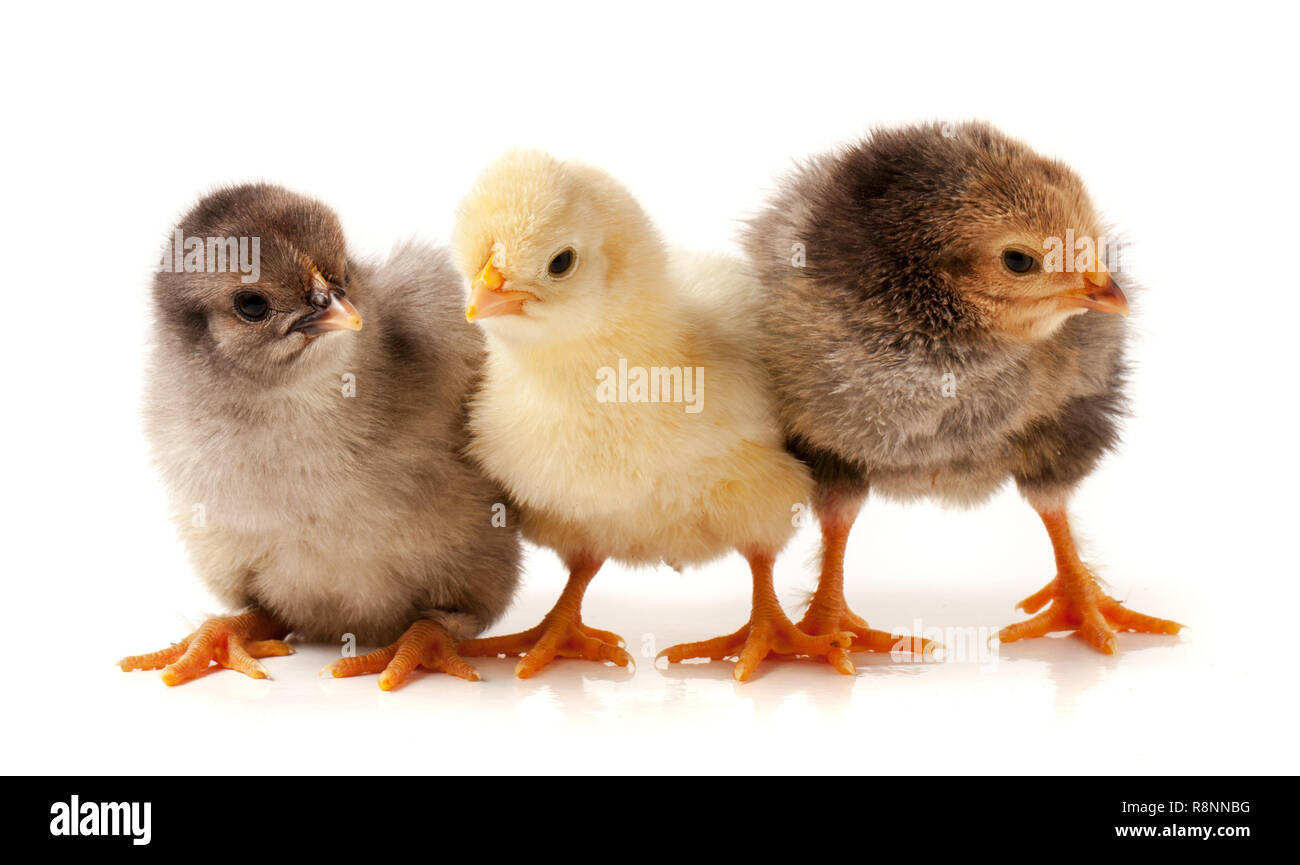 three little chicken isolated on white background Stock Photo - Alamy