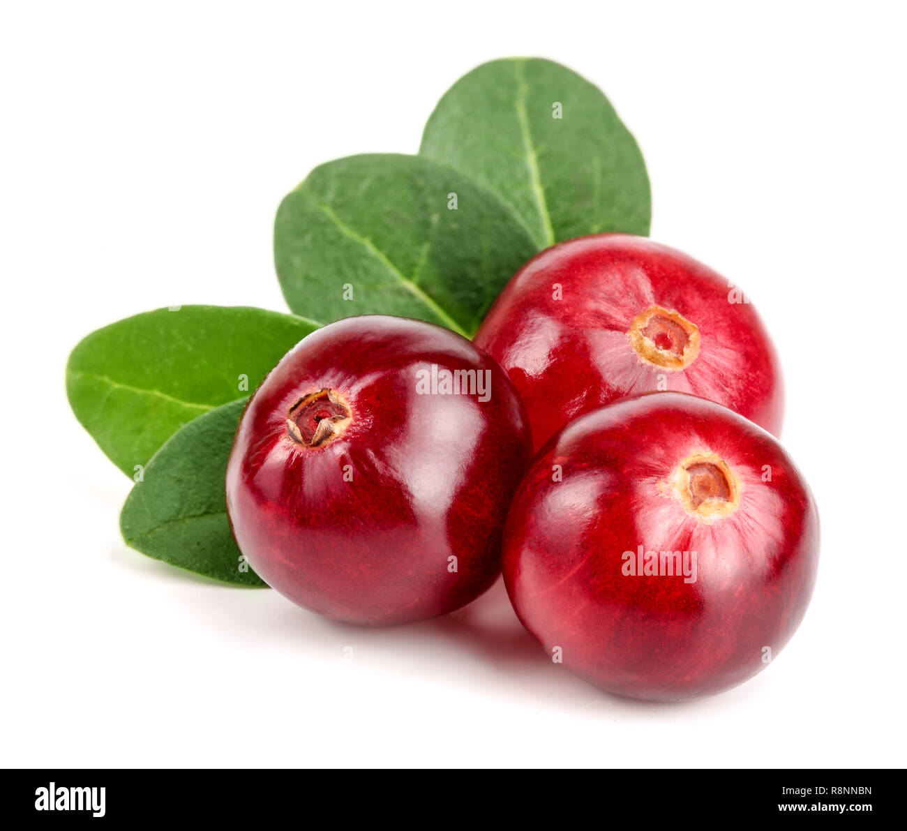 Cranberry with leaf isolated on white background closeup macro Stock ...