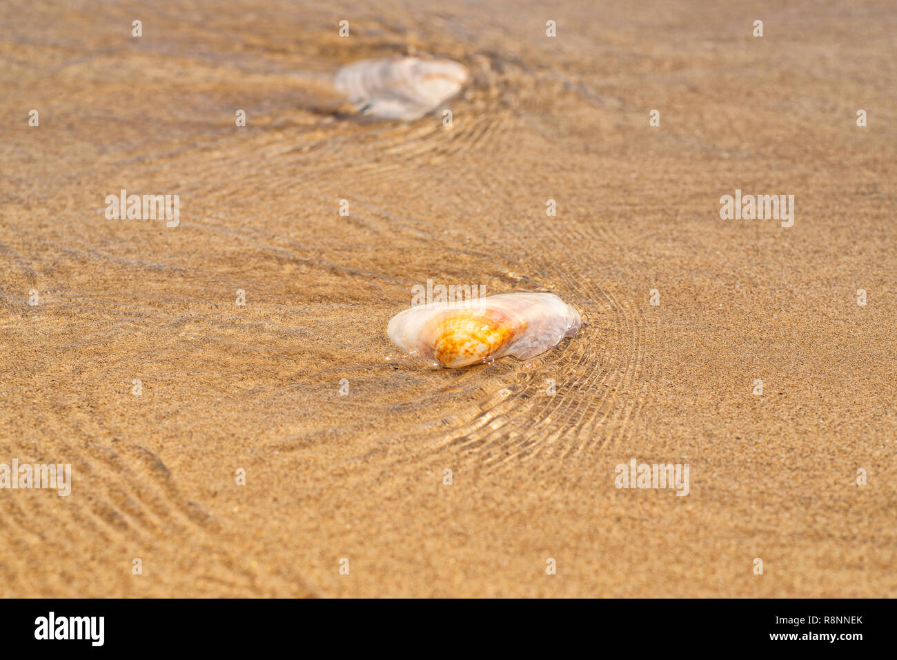Sea shells on the sandy beach. Sea shells and stones on the sea yellow ...