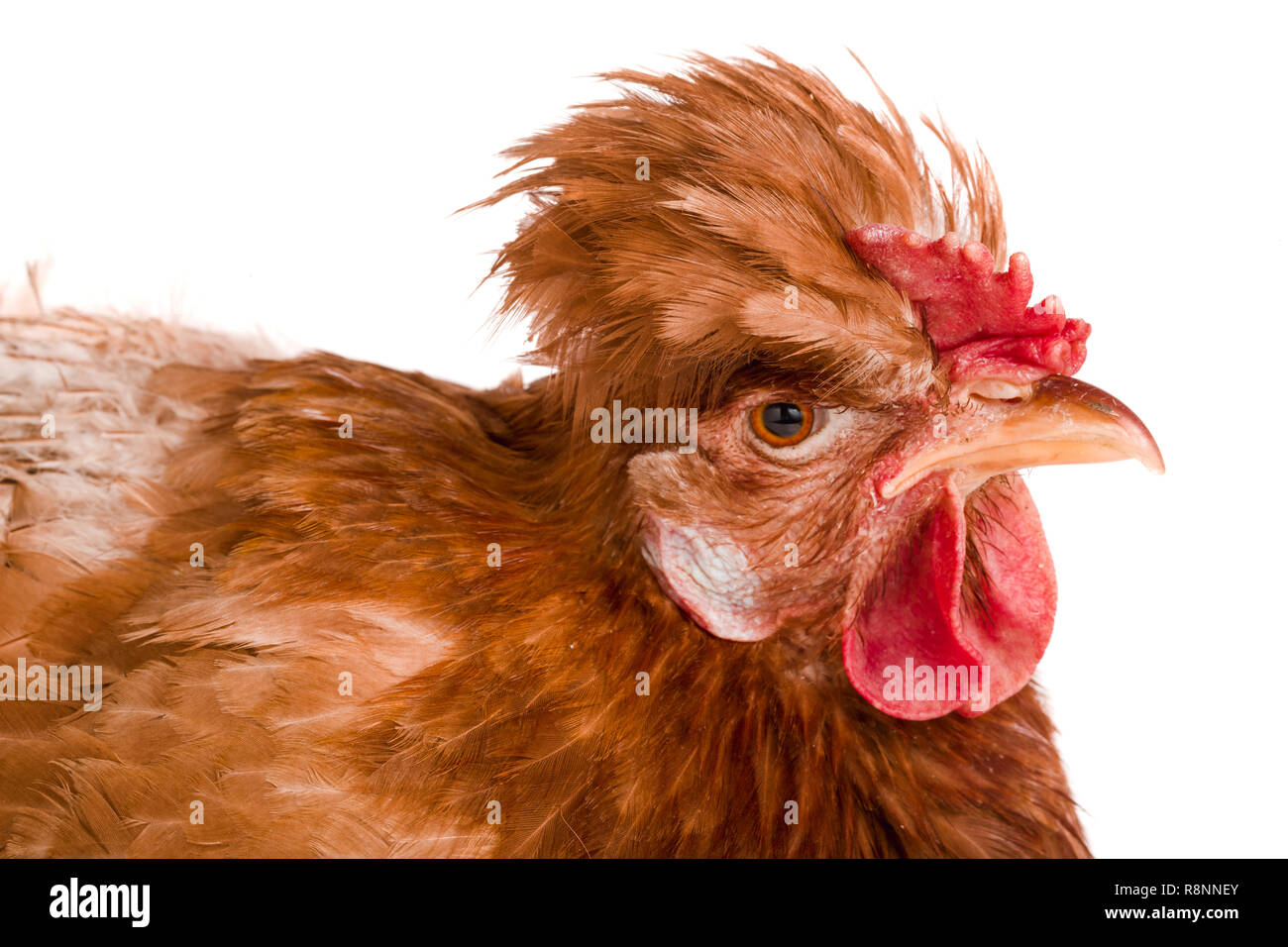 Portrait of a brown chicken isolated on white background Stock Photo ...