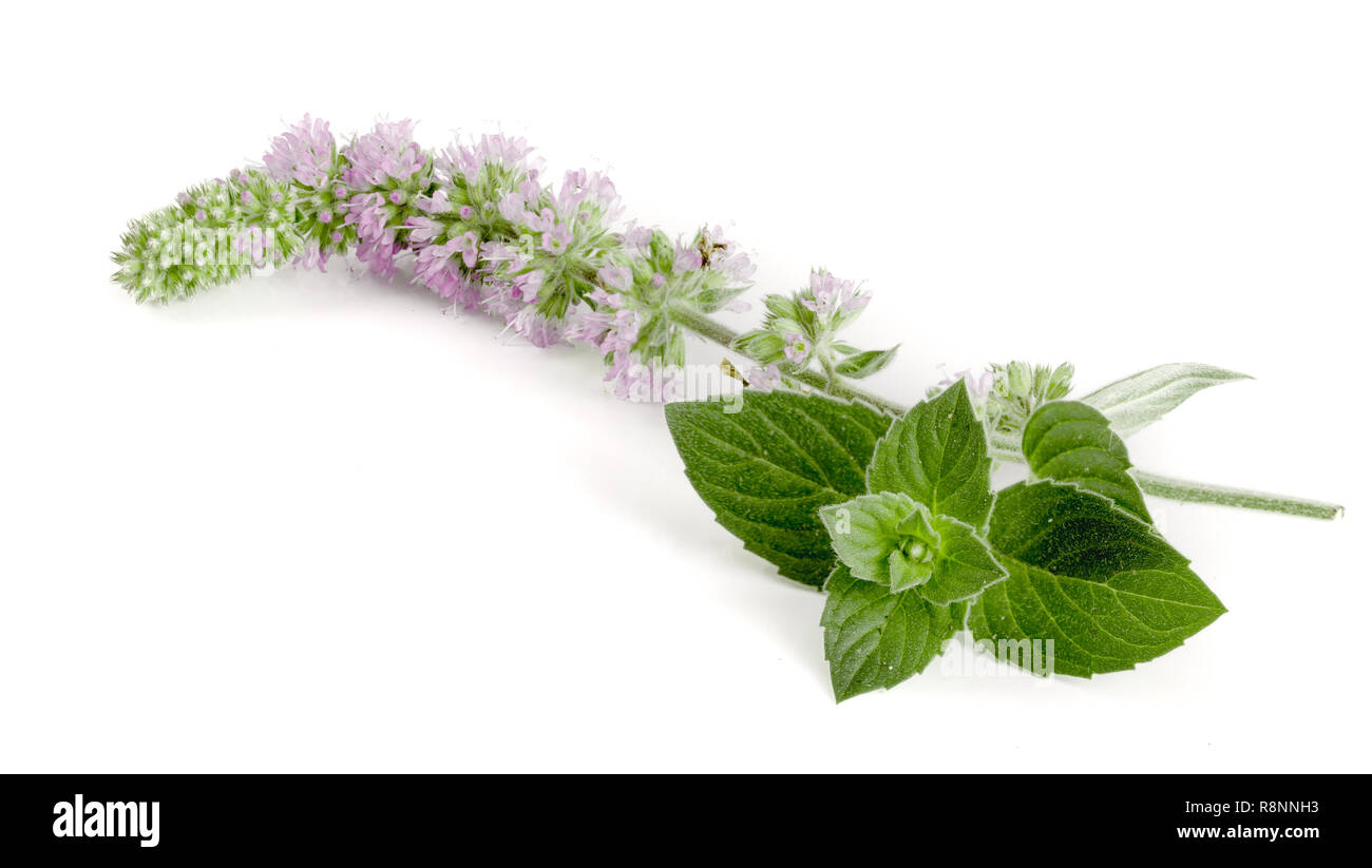 fresh peppermint herb with flowers isolated on white background Stock ...
