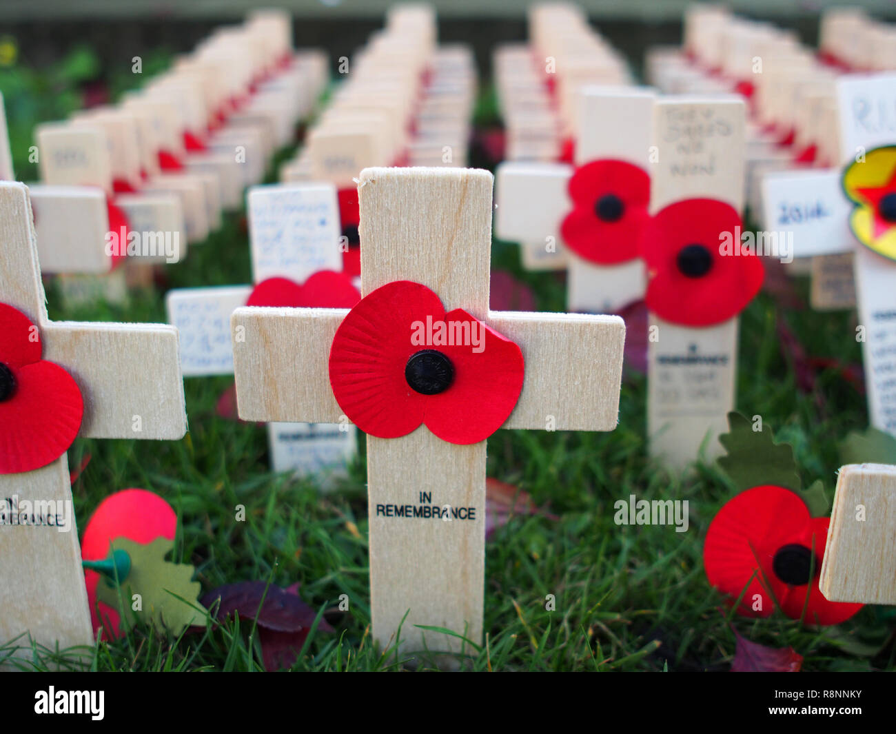Remembrance Sunday crosses with poppies at the war memorial in ...