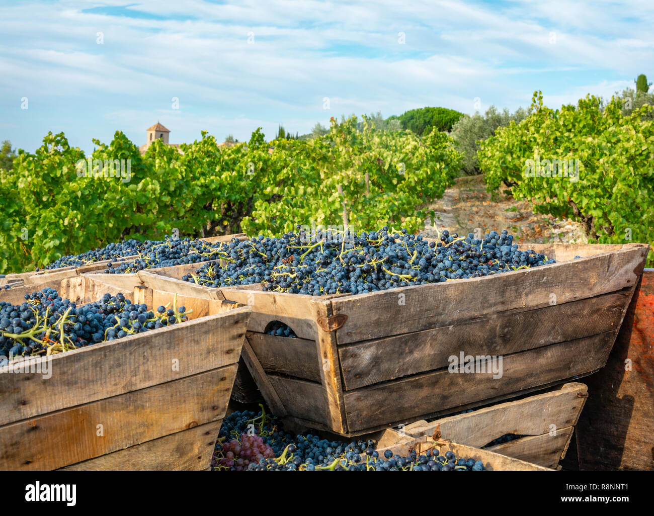 Grapes in boxes during harvest, Rhone Valley, France Stock Photo - Alamy