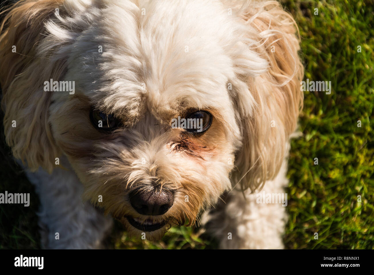 Portrait of a male Cavachon dog (Canis lupus familiaris) looking up at ...
