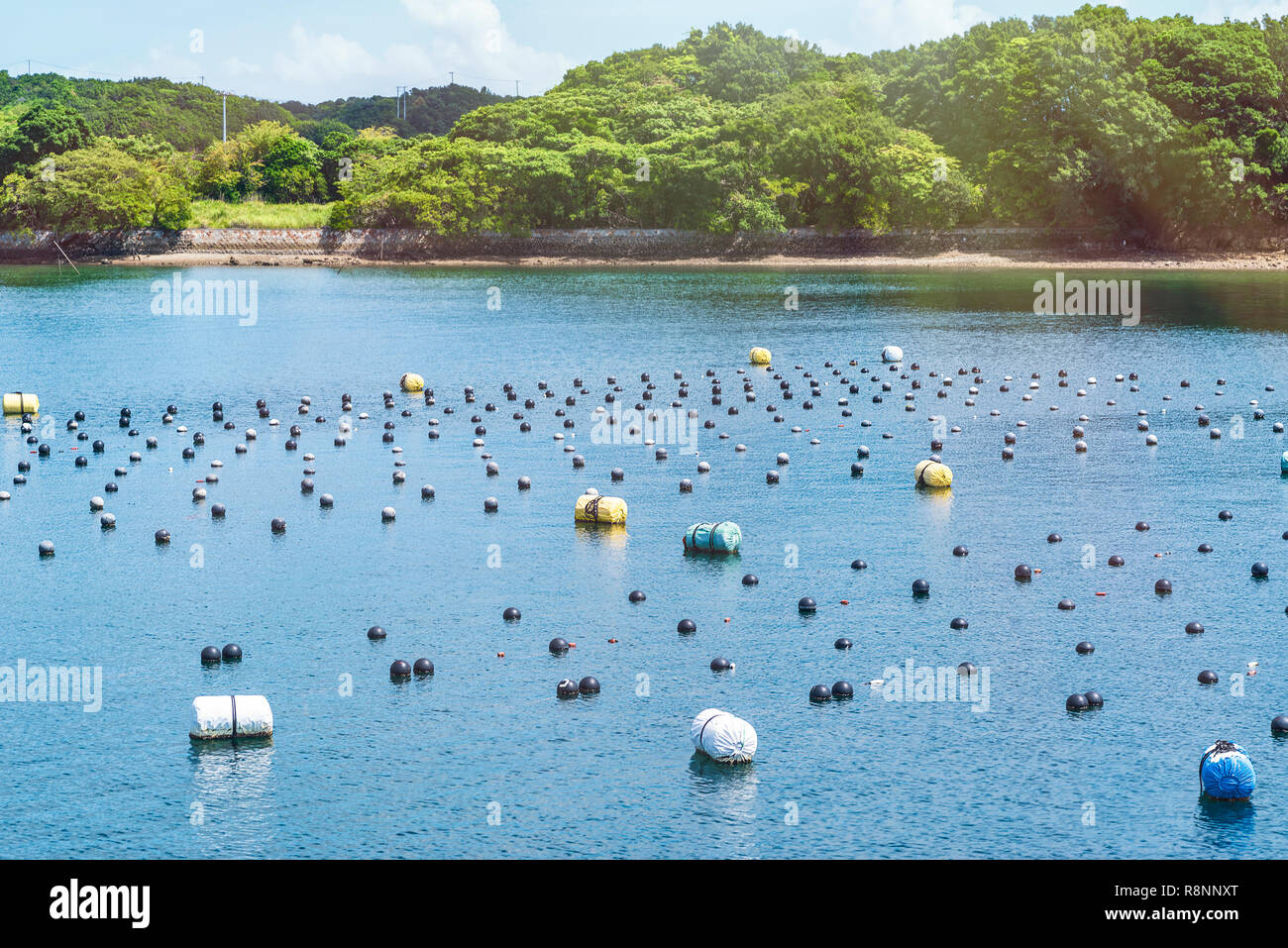 Pearl rows in the ocean, production and cultivation of pearls in the ...