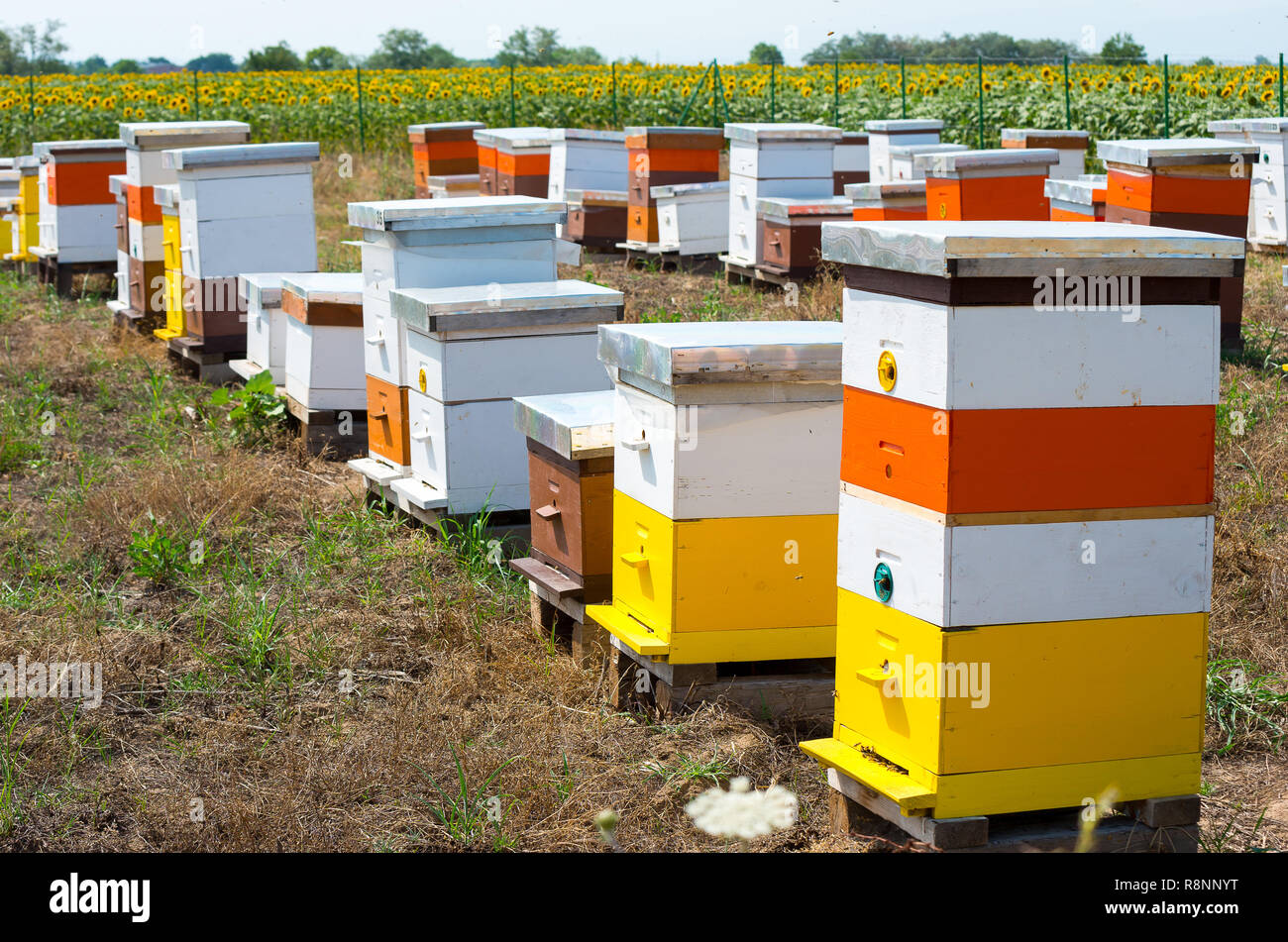 Colored beehives. Bee garden Stock Photo - Alamy