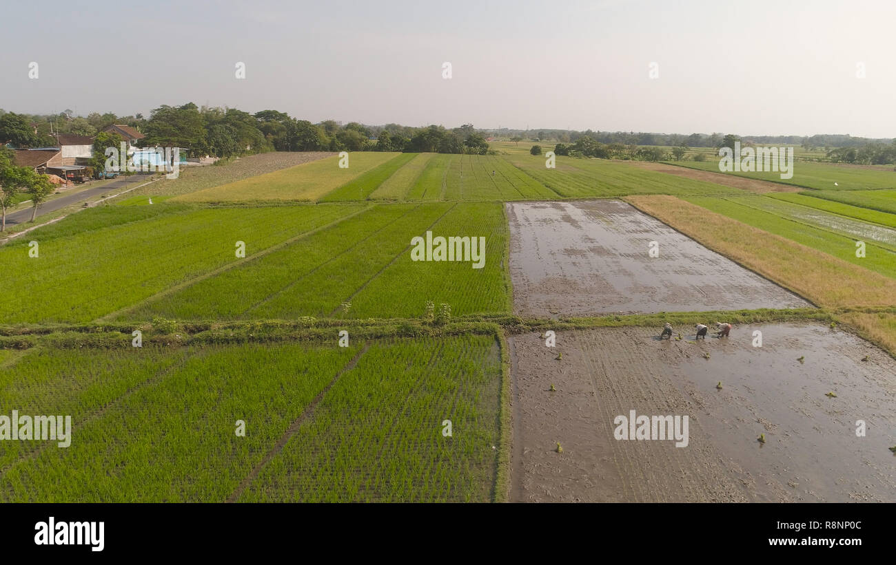 women farmers planting rice while standing in water. aerial view asian ...