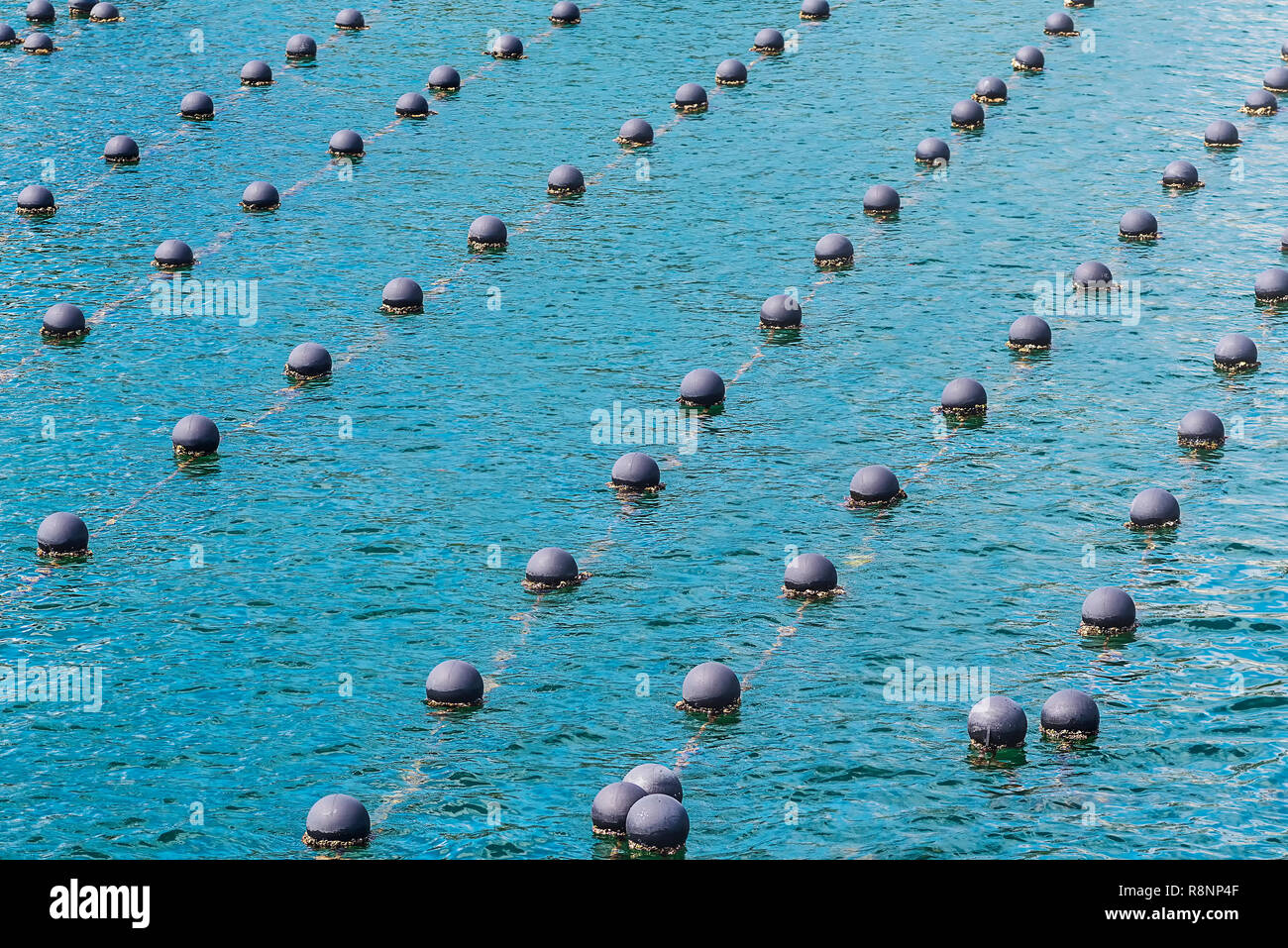 Pearl rows in the ocean, production and cultivation of pearls in the ...