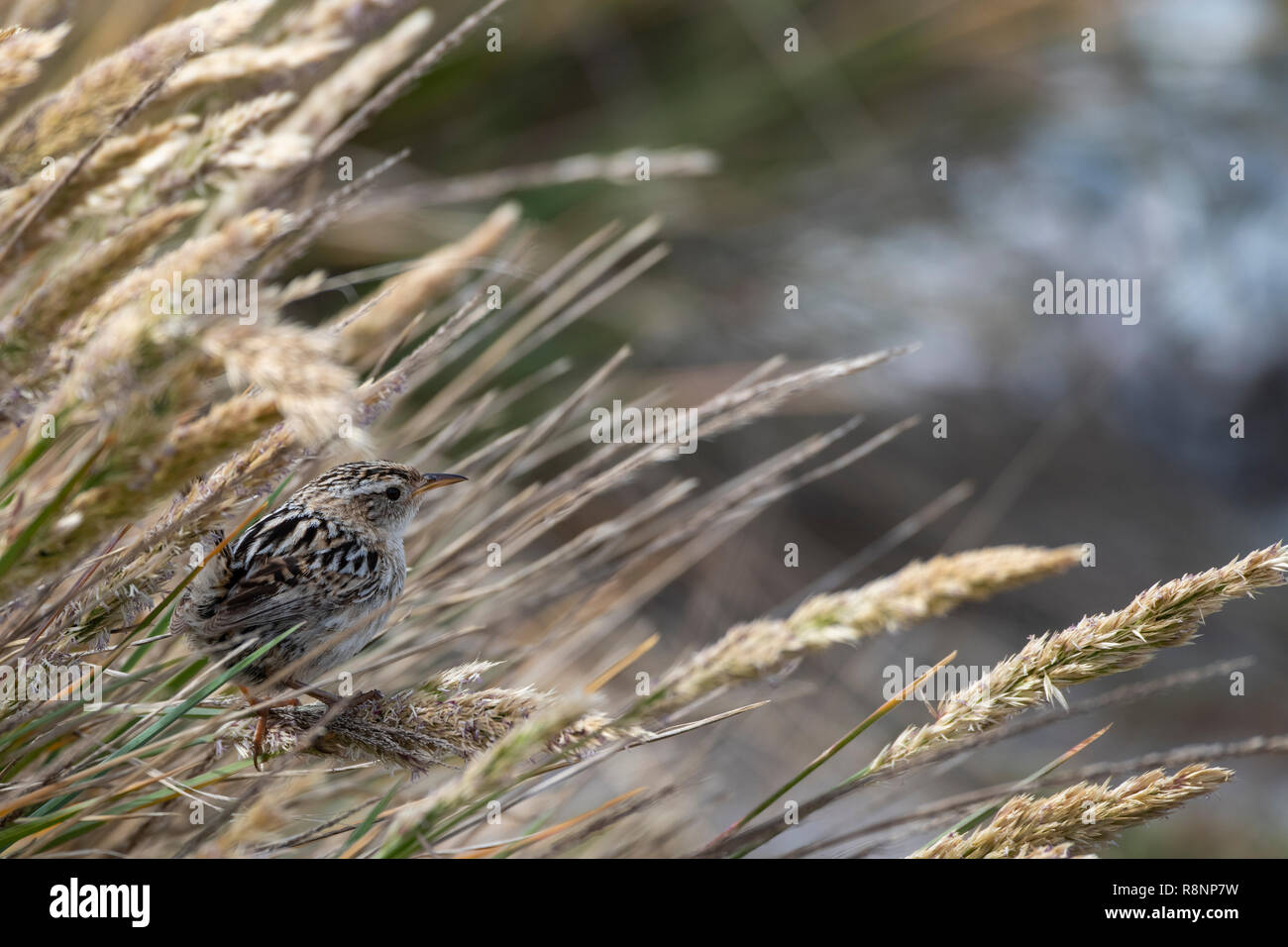 United Kingdom, Falkland Islands, West Falklands, Carcass Island ...
