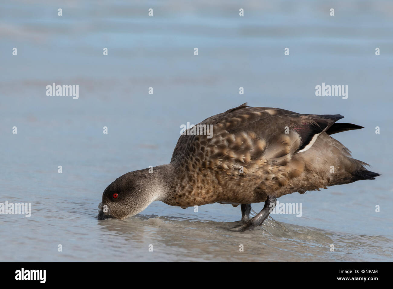 United Kingdom, Falkland Islands, West Falklands, Carcass Island. Named ...