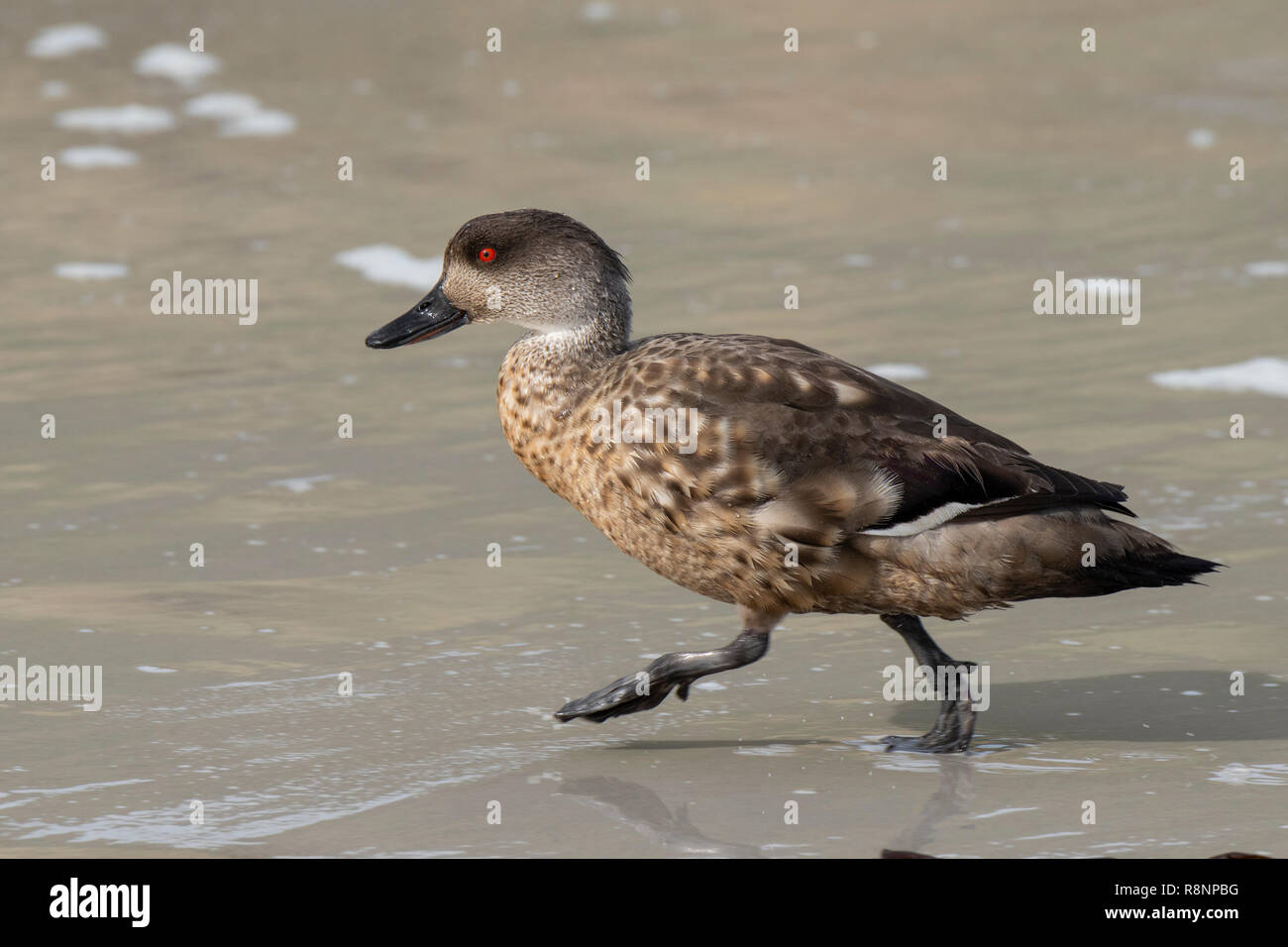 United Kingdom, Falkland Islands, West Falklands, Carcass Island. Named ...