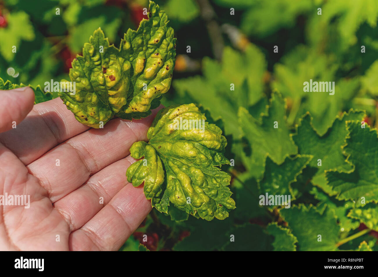 Homopterous insect hi-res stock photography and images - Alamy