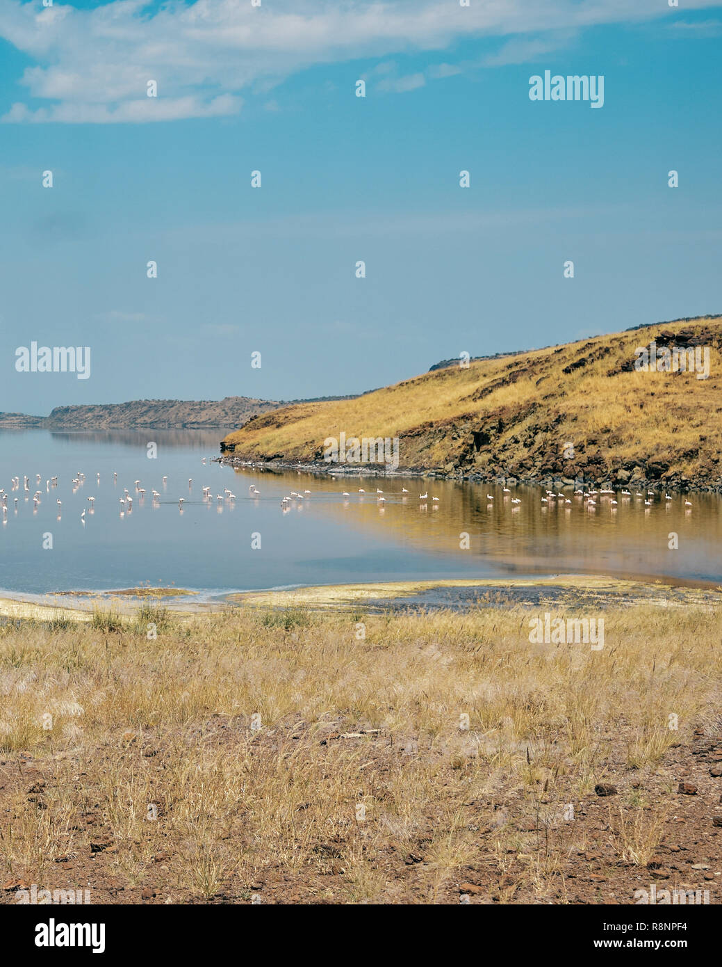A flurry of flamingos at Lake Magadi, Rift Valley Stock Photo - Alamy