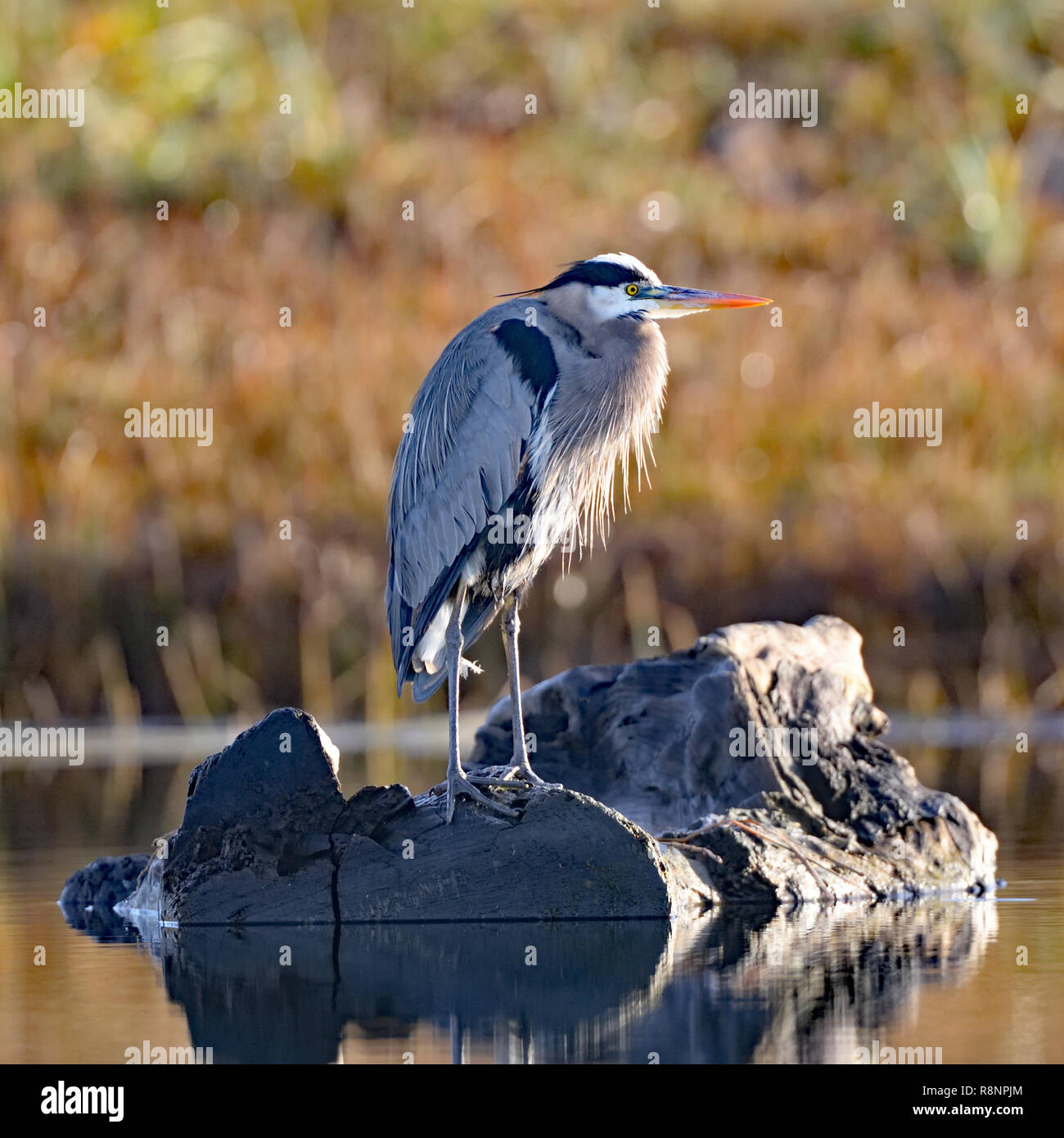 Giant Blue Heron Taking a Break Stock Photo - Alamy
