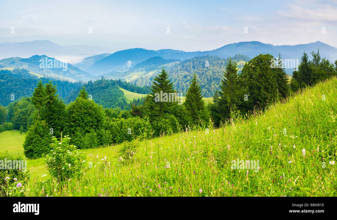 the dawn in mountains, summer season. row of trees on grassy hillside ...