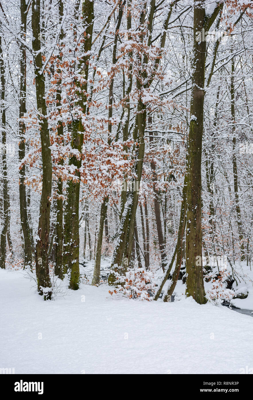 winter forest with some fall foliage in snow. beautiful nature ...