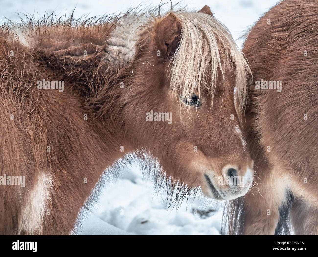 Shetland isles winter hi-res stock photography and images - Alamy