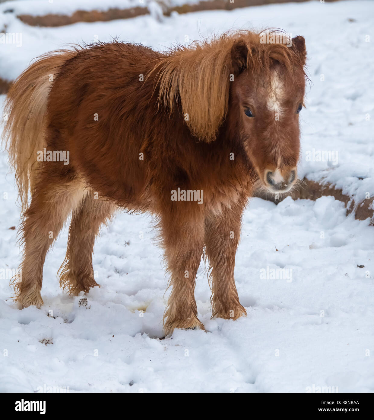 Shetland ponies isle of shetland hi-res stock photography and images ...