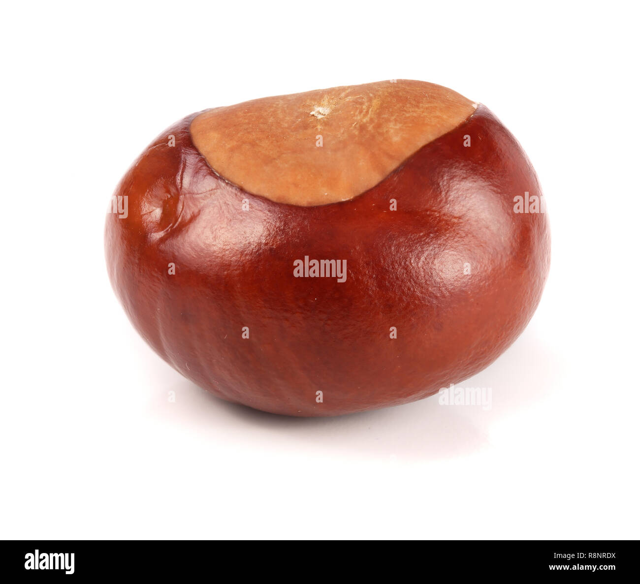 chestnut isolated on white background closeup Stock Photo - Alamy
