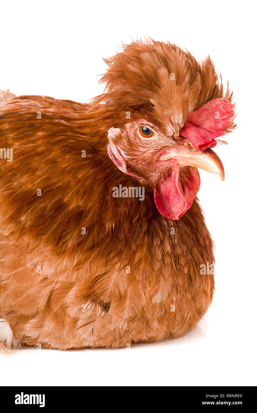 Portrait of a brown chicken isolated on white background Stock Photo ...