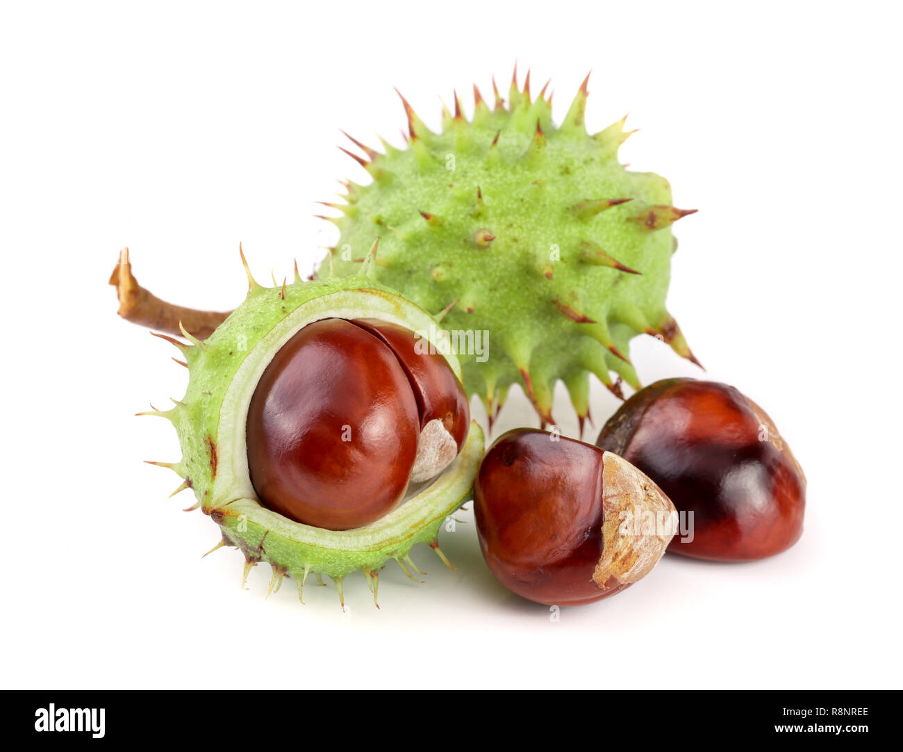 chestnut in the skin isolated on white background closeup Stock Photo ...