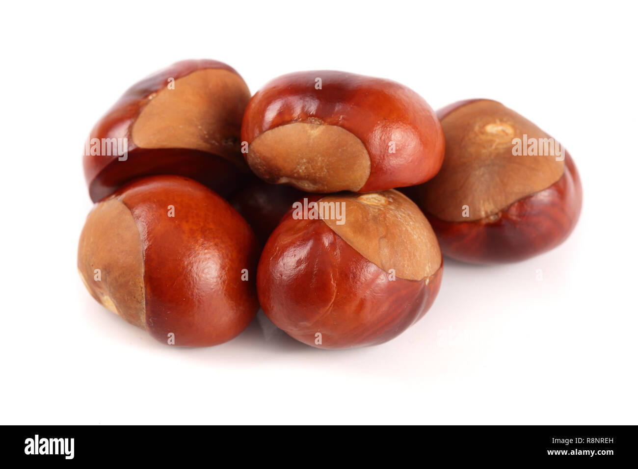 chestnut isolated on white background closeup Stock Photo - Alamy