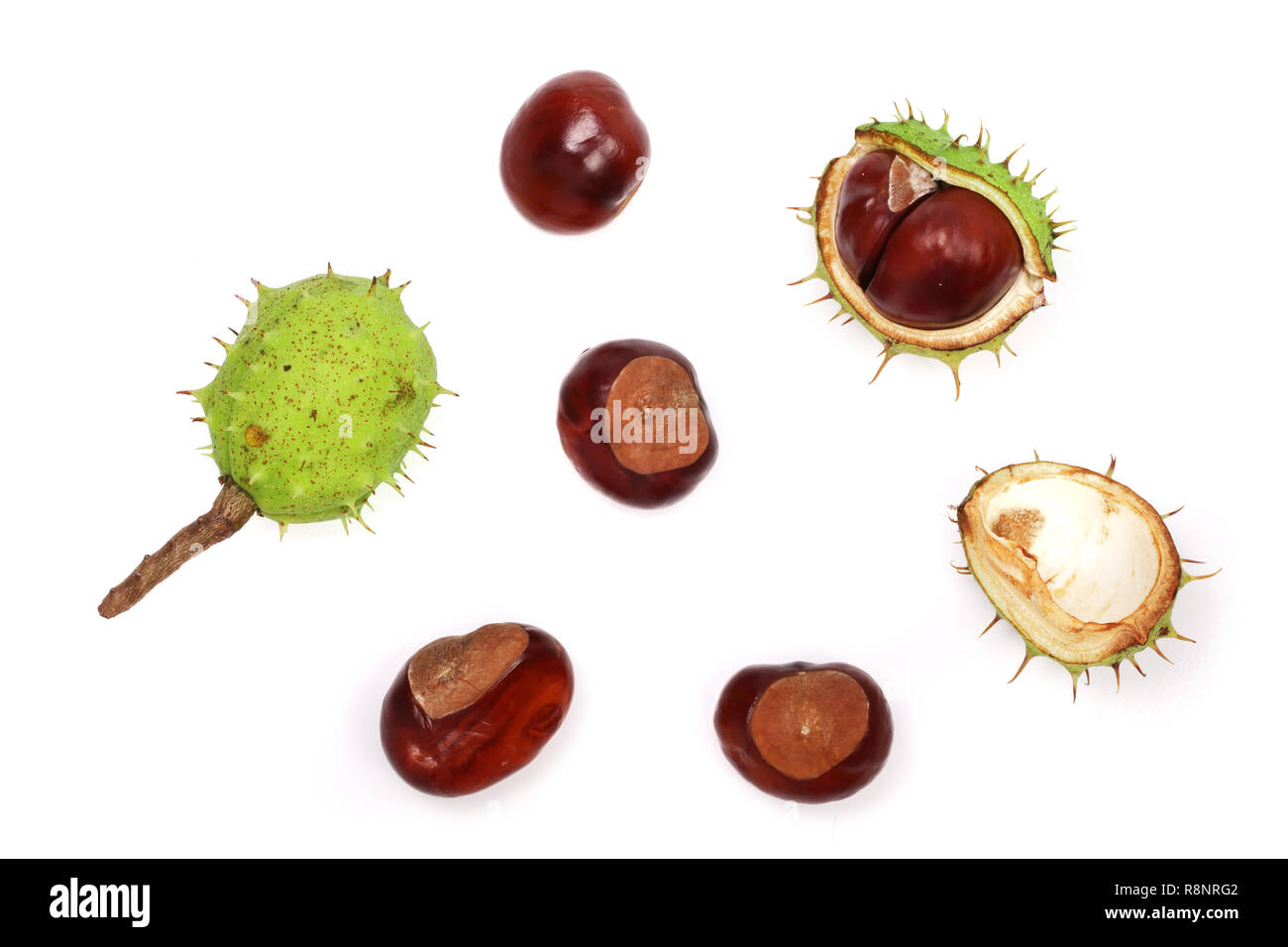 chestnut isolated on white background. Top view Stock Photo - Alamy