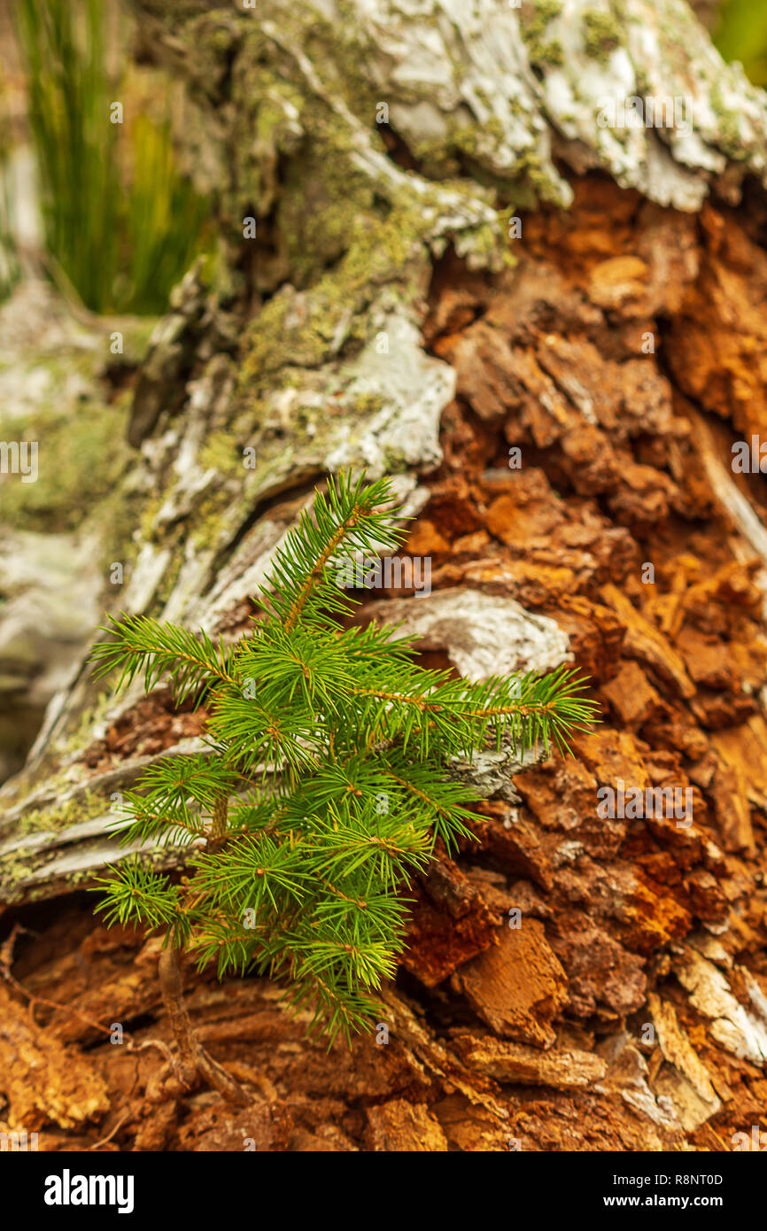 Rainforest tree sapling hi-res stock photography and images - Alamy
