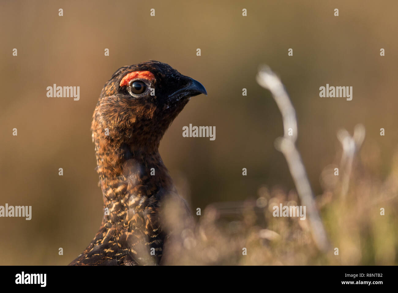Red grouse scotland hi-res stock photography and images - Alamy