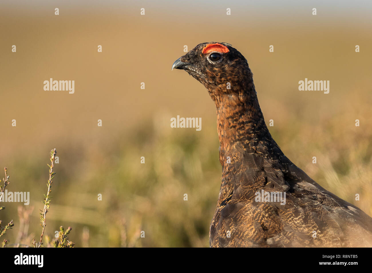 Male Red Grouse Stock Photo - Alamy